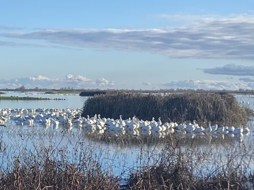 Best Hikes and Trails in Colusa National Wildlife Refuge | AllTrails