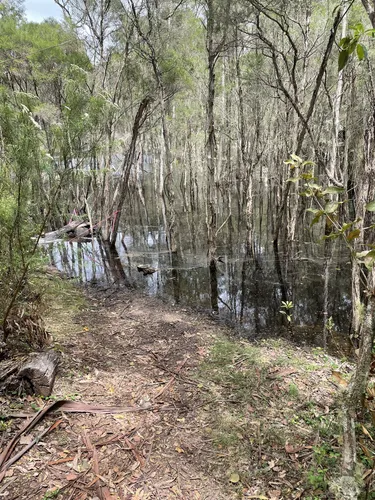 Best Hikes and Trails in Lake Tyers State Park | AllTrails