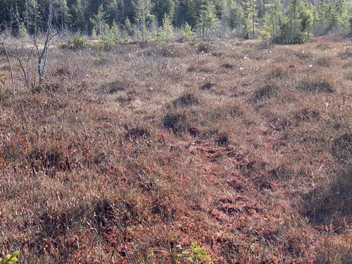 Best Hikes and Trails in Hawley Bog Preserve | AllTrails