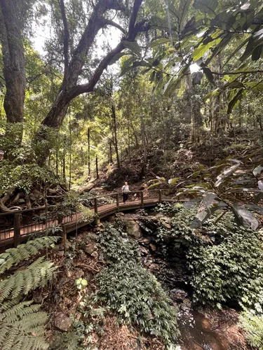 Best Walking Trails in Bunya Mountains National Park | AllTrails