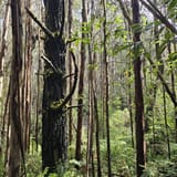 Mount Disappointment Summit Loop, Victoria, Australia - 96 Reviews, Map ...