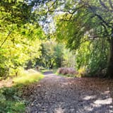 Savernake Forest Circular, Wiltshire, England - 126 Reviews, Map ...