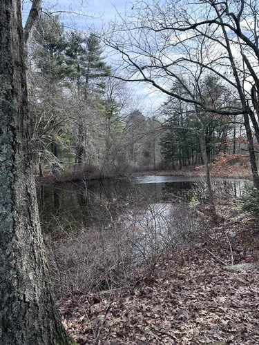 Best Hikes and Trails in Walpole Town Forest | AllTrails