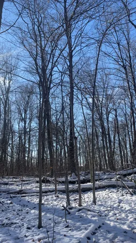 Best Forest Trails in Mount Nemo Conservation Area | AllTrails