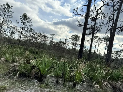 Best Hikes and Trails in Shell Creek Preserve | AllTrails