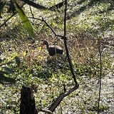 Joyce WMA Swamp Walk Nature Trail, Louisiana - 57 Reviews, Map | AllTrails