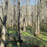 Joyce WMA Swamp Walk Nature Trail, Louisiana - 57 Reviews, Map | AllTrails