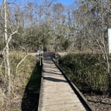 Joyce WMA Swamp Walk Nature Trail, Louisiana - 57 Reviews, Map | AllTrails