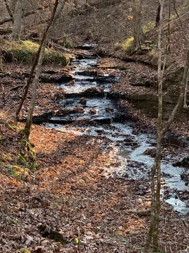 Best Walking Trails in Hohenwald | AllTrails