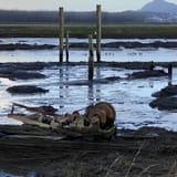 Padilla Bay Trail, Washington - 669 Reviews, Map | AllTrails