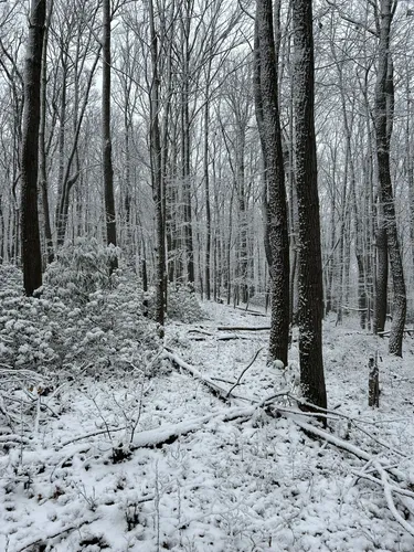 Best Walking Trails in Forbes State Forest | AllTrails