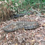 Middle Kobble Creek Falls , Queensland, Australia - 250 Reviews, Map ...