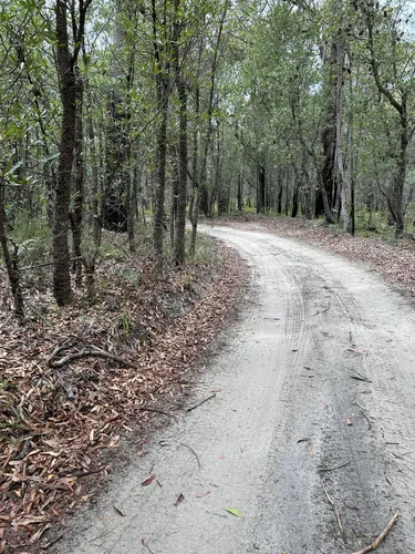 Best Forest Trails in Beowa National Park | AllTrails