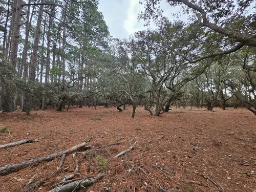 Best Hikes and Trails in Currituck Banks Reserve | AllTrails