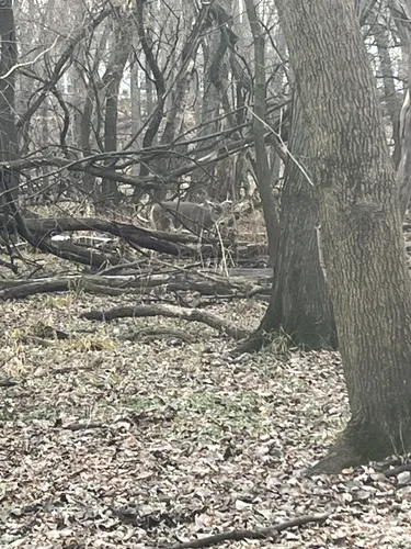 Best Hikes and Trails in Thatcher Woods Glen | AllTrails