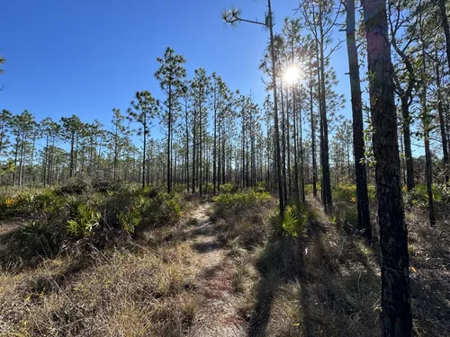 Best Hikes and Trails in Point Washington State Forest | AllTrails