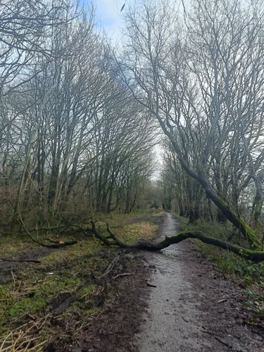 Best Hikes and Trails in Hurst Wood | AllTrails