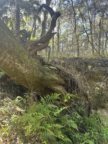 Best Hikes and Trails in Citrus Wildlife Management Area | AllTrails