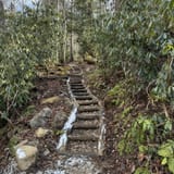 Ramsey Cascades Trail, Tennessee - 2,173 Reviews, Map | AllTrails