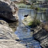 Jacob’s Well Trail, Texas - 406 Reviews, Map | AllTrails