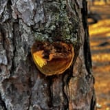 Batsto Lake Trail, New Jersey - 1,520 Reviews, Map | AllTrails