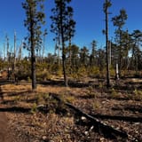 Batsto Lake Trail, New Jersey - 1,520 Reviews, Map | AllTrails