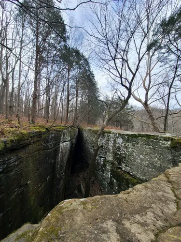 Best Hikes and Trails in Bell Smith Springs Natural Landmark | AllTrails