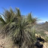 Mount Cordeaux Track, Queensland, Australia - 486 Reviews, Map | AllTrails