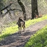 Redtail Loop to Arastradero Creek Loop, California - 1,825 Reviews, Map ...