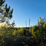 Lost Pines Trail, Texas - 671 Reviews, Map | AllTrails