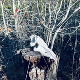 Lost Pines Trail, Texas - 671 Reviews, Map | AllTrails