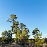 Lost Pines Trail, Texas - 671 Reviews, Map | AllTrails