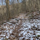 Mathews Arm Overall Run Trail, Virginia - 242 Reviews, Map | AllTrails