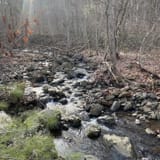 Mathews Arm Overall Run Trail, Virginia - 242 Reviews, Map | AllTrails