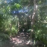 Angelito Trail, East Region, Puerto Rico - 588 Reviews, Map | AllTrails