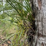 Middle Kobble Creek Falls , Queensland, Australia - 250 Reviews, Map ...