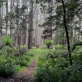 Mount Victoria Track, Victoria, Australia - 302 Reviews, Map | AllTrails