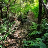 Mount Victoria Track, Victoria, Australia - 287 Reviews, Map | AllTrails