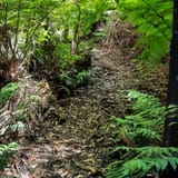 Mount Victoria Track, Victoria, Australia - 287 Reviews, Map | AllTrails