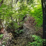 Mount Victoria Track, Victoria, Australia - 287 Reviews, Map | AllTrails