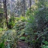 Mount Victoria Track, Victoria, Australia - 287 Reviews, Map | AllTrails