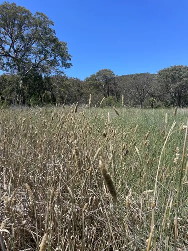 10 Best Hikes and Trails in Mount Ainslie Nature Reserve | AllTrails