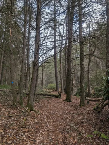 Best Hikes and Trails in Seneca State Forest | AllTrails