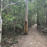 Mt Coot-tha Summit Track, Queensland, Australia - 409 Reviews, Map ...