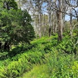 Mount Victoria Track, Victoria, Australia - 302 Reviews, Map | AllTrails