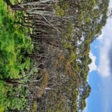 Mount Victoria Track, Victoria, Australia - 302 Reviews, Map | AllTrails