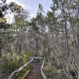 Pygmy Forest Discovery Trail, California - 102 Reviews, Map | AllTrails