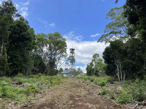 Best Hikes and Trails in Watagan State Forest | AllTrails