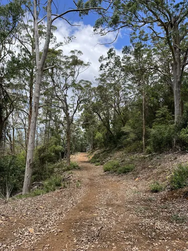 Best Forest Trails in Watagan State Forest | AllTrails