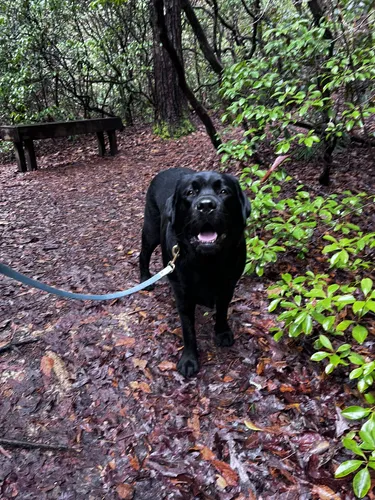 Best Hikes and Trails in Devils Fork State Park | AllTrails